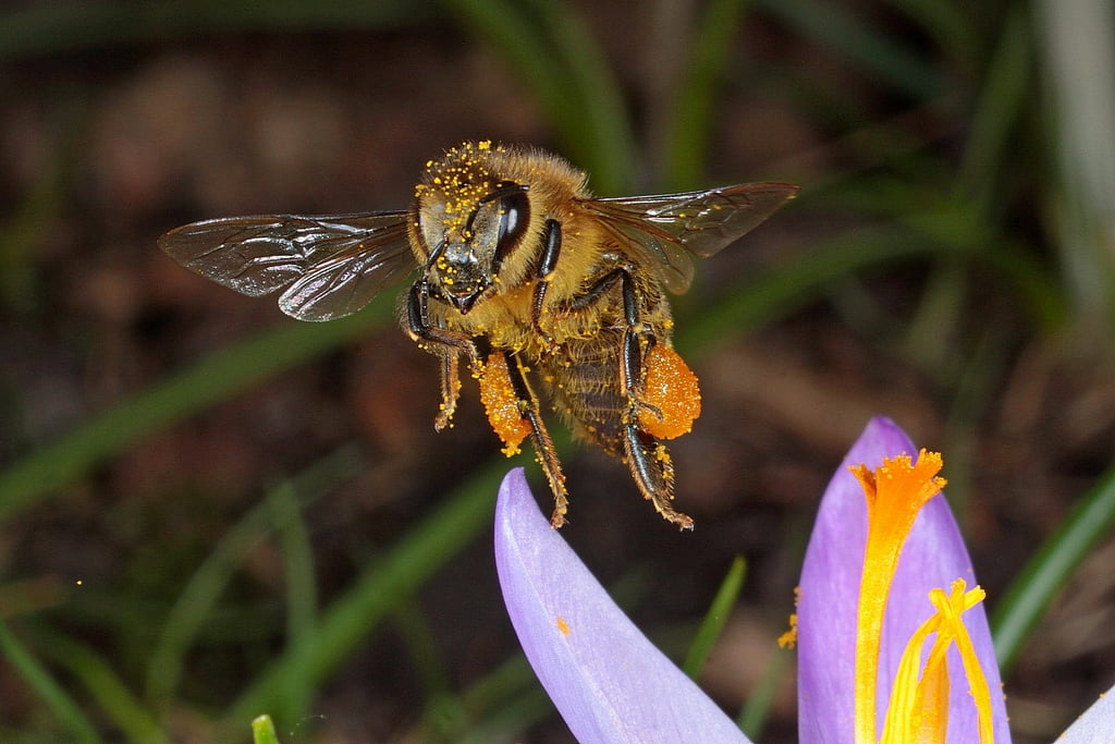 The Bee Cause - Help save bees - Welsh Centre for International Affairs
